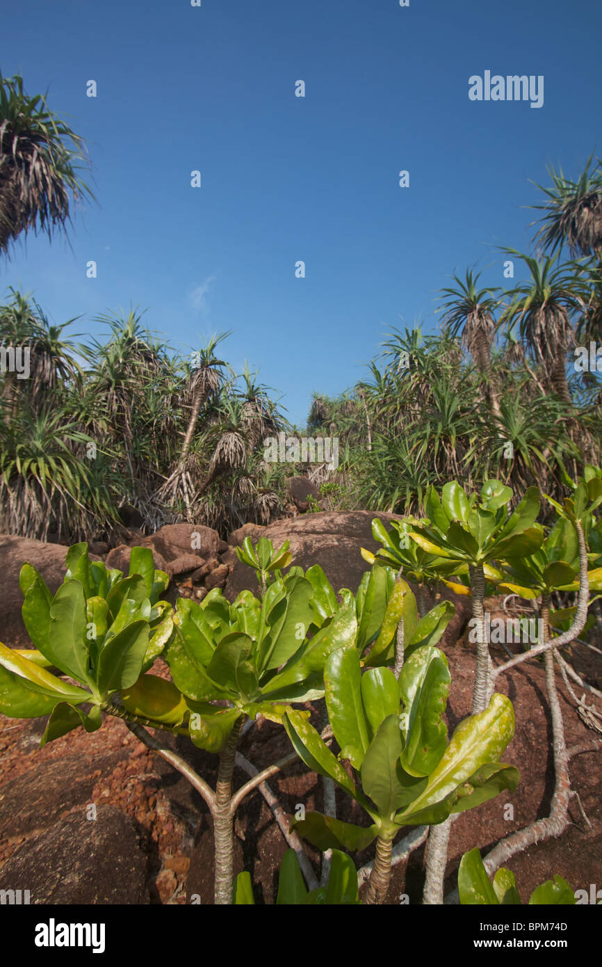 Way jungle hi-res stock photography and images - Alamy