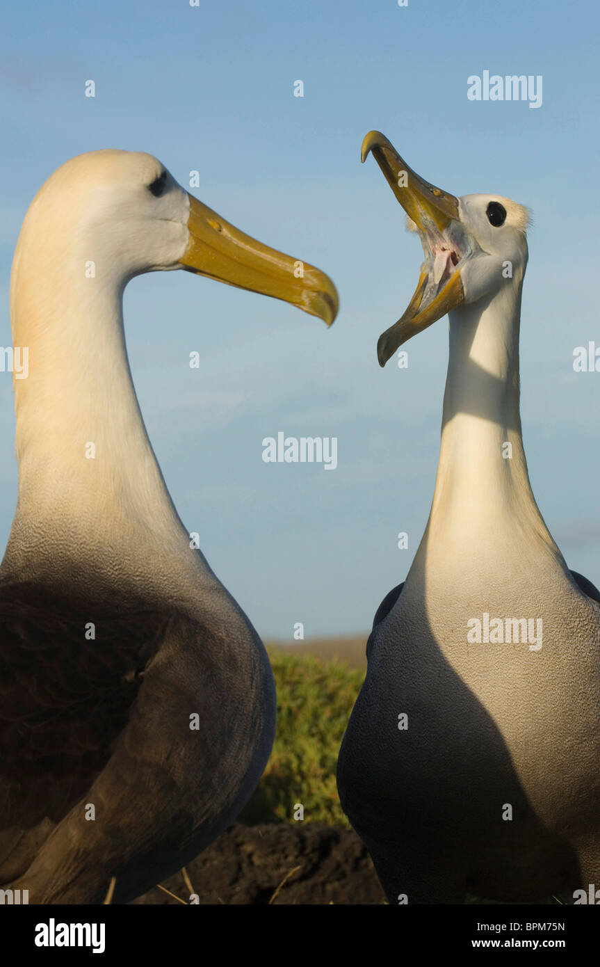 Waved Albatross (Phoebastria irrorata) Courtship, Punta Cevallos ...