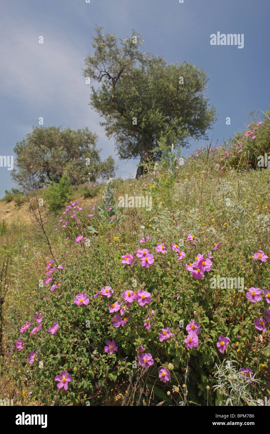 Landscape with olive tree and rock rose hi-res stock photography and ...