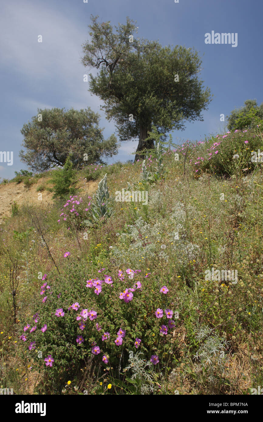 Olive tree view hi-res stock photography and images - Alamy
