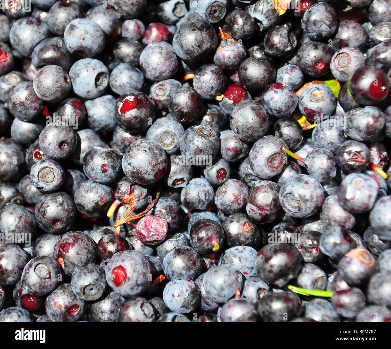 Wild bilberries after collecting Stock Photo - Alamy
