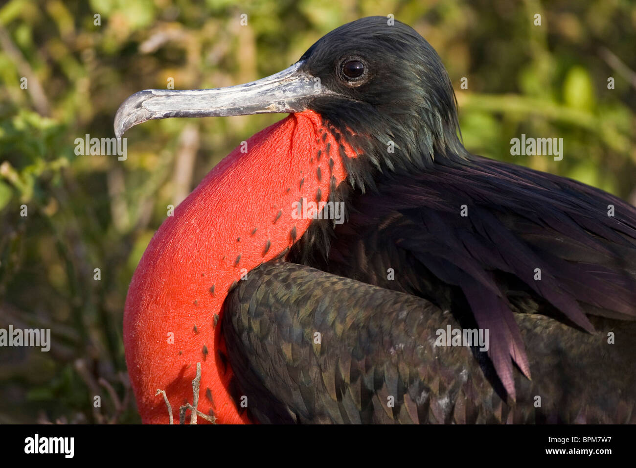 Ecuador. A male Magnificent Frigatebird inflates his gular pouch to ...