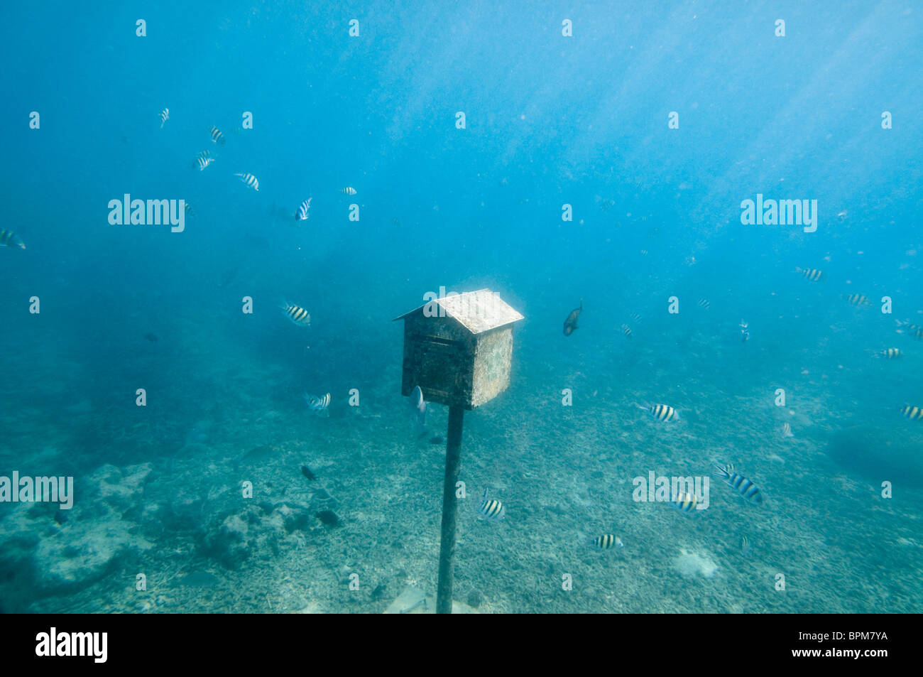 The worlds only , with letter box, about 20 meters of Hideaway island ...