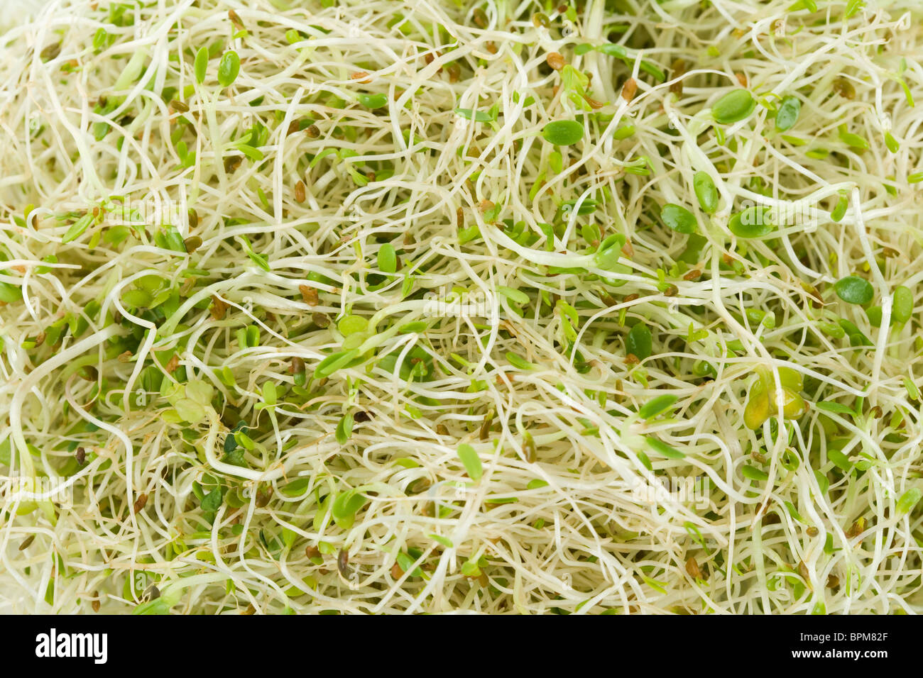 Alfalfa Sprout close up shot Stock Photo - Alamy