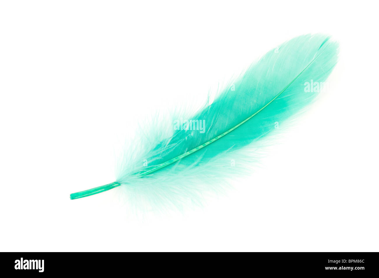 Green Feather with white background Stock Photo - Alamy