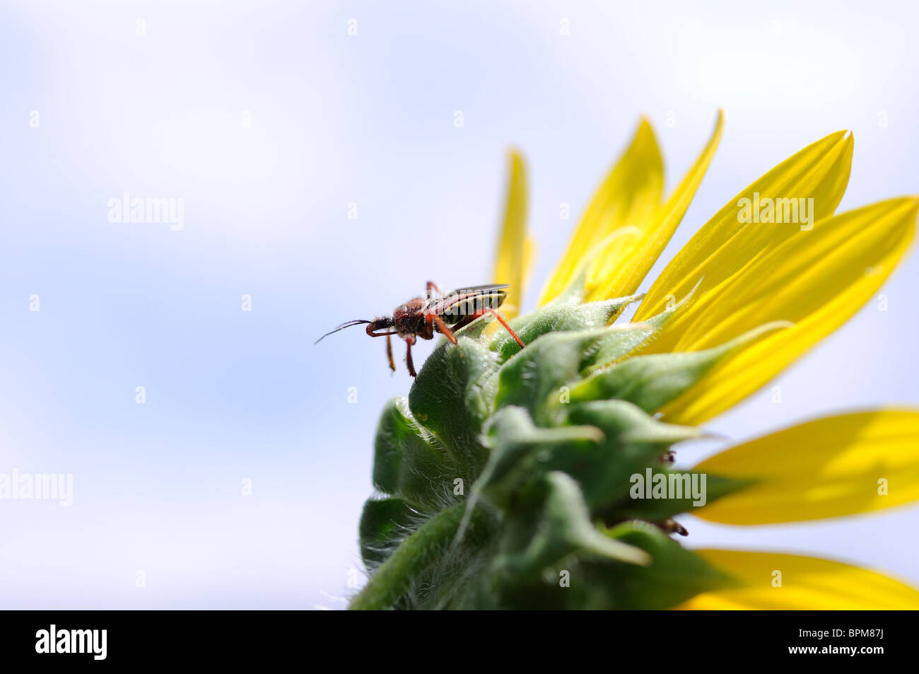 Yellow bellied bee assassin on sunflower - Apiomerus Flaviventris Stock ...