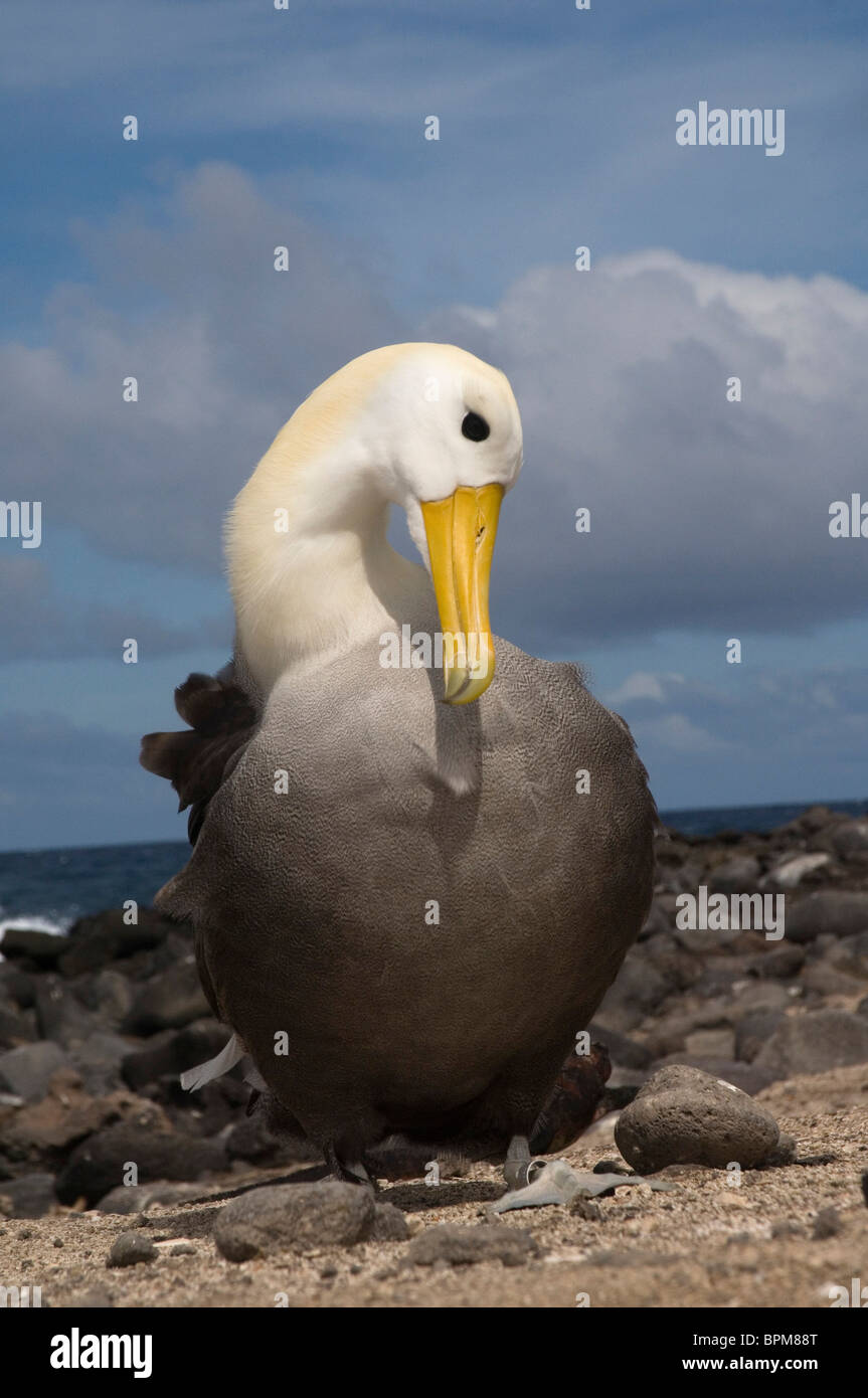 Waved Albatross (Phoebastria irrorata) preeningPunta Cevallos, Espanola ...
