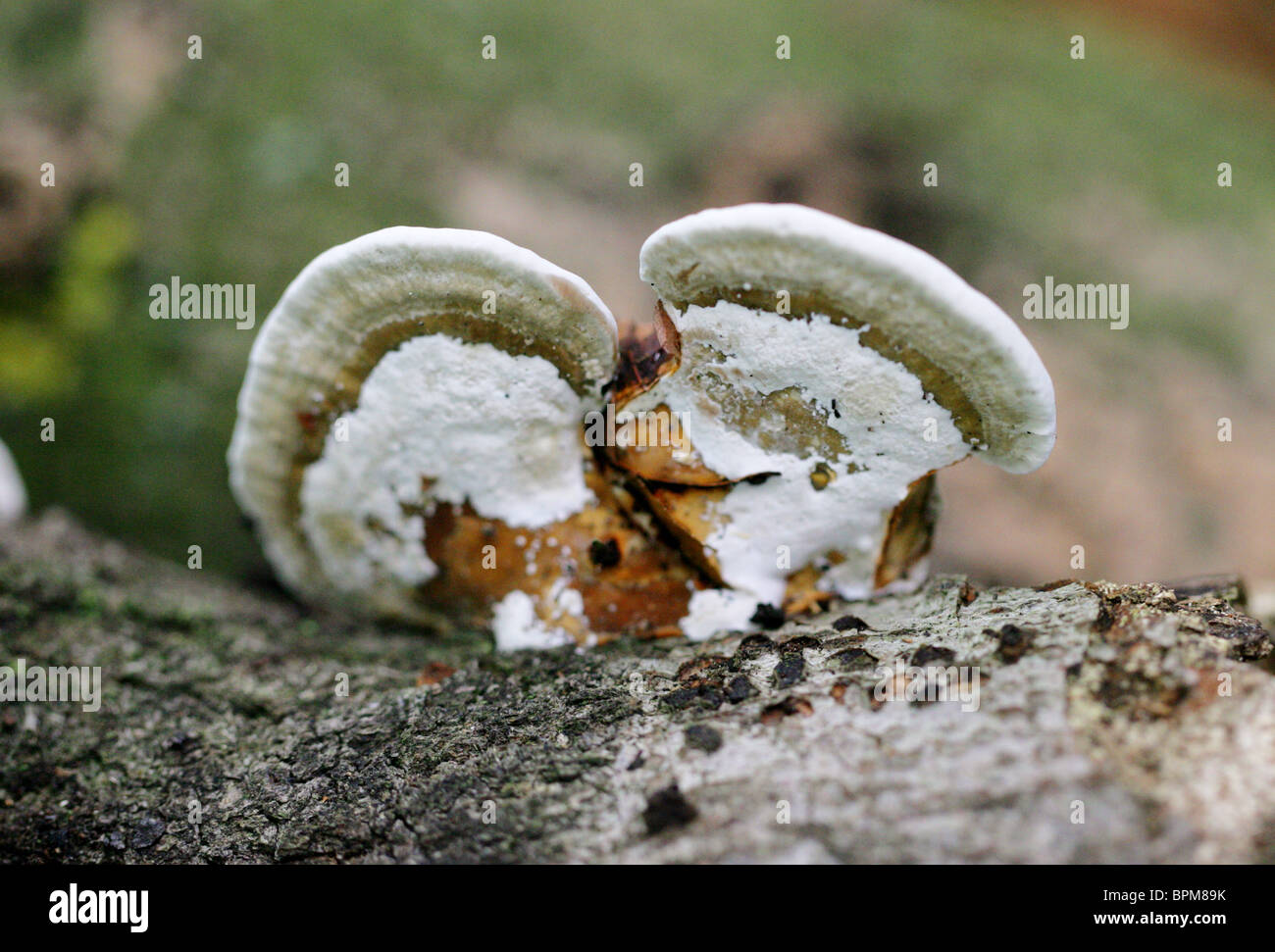 Bracket Fungus, Polyporaceae Stock Photo - Alamy