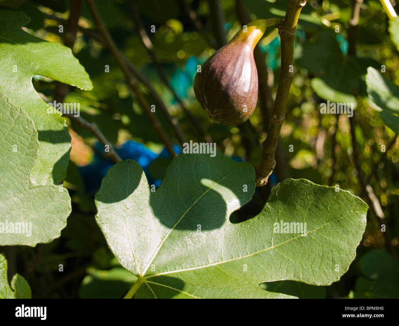 Small leaf fig hi-res stock photography and images - Alamy