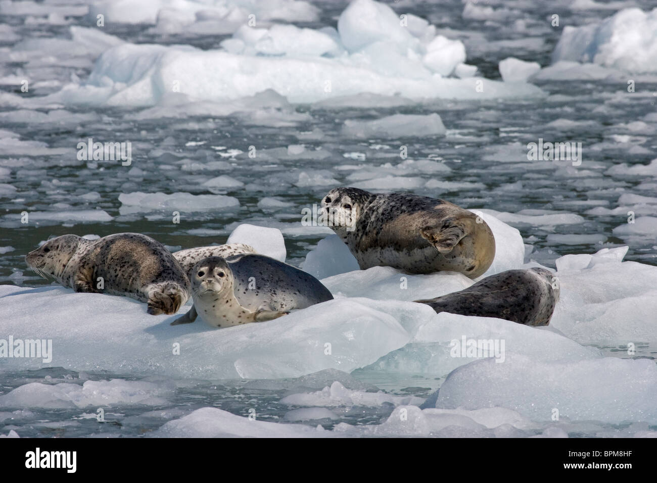 Kenai fjords national park seals hi-res stock photography and images ...