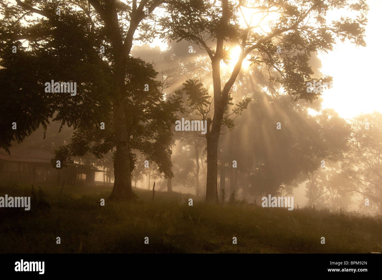 Ecuador, Galapagos, Santa Cruz. Early morning sunbeams through highland ...