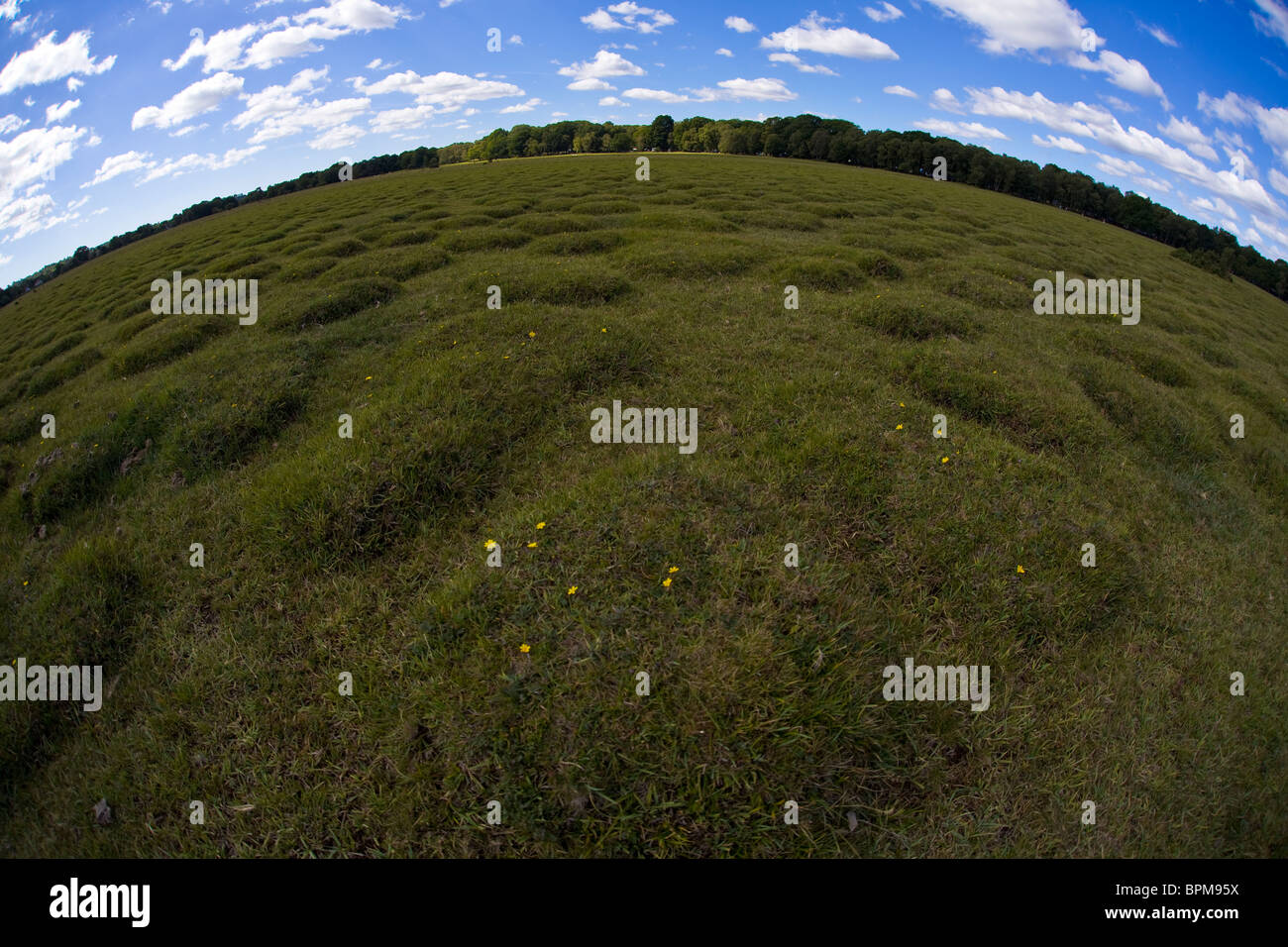 ant mounds/nests in the new forest of the Yellow Meadow Ant, Lasius ...