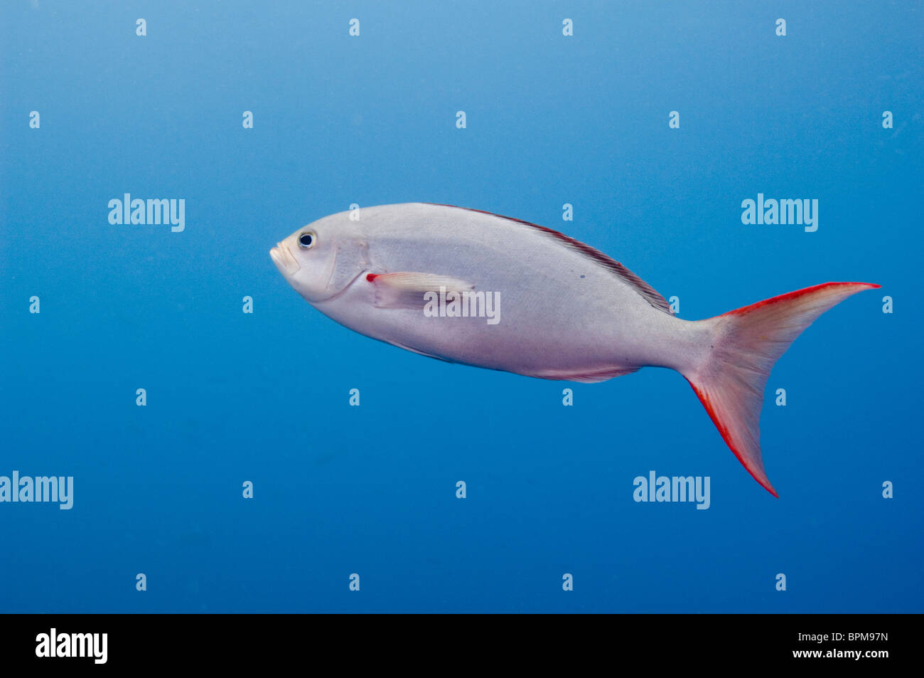 Creole Fish or Gringo Central Isles, Galapagos Islands, Ecuador. These ...