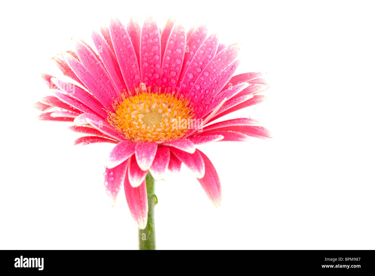 Gerber daisy water drops Cut Out Stock Images & Pictures - Alamy