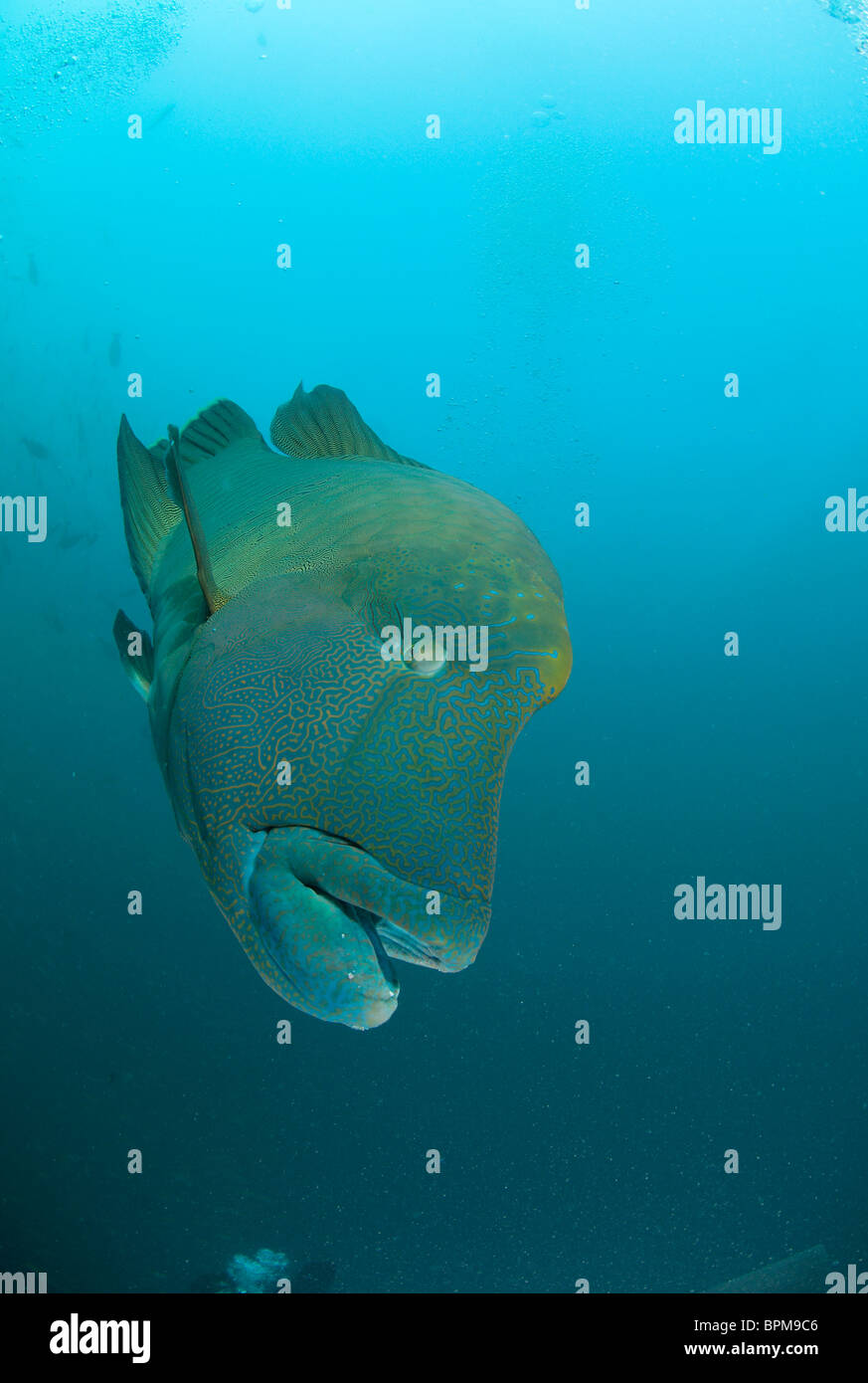 Napoleon wrasse maldives hi-res stock photography and images - Alamy