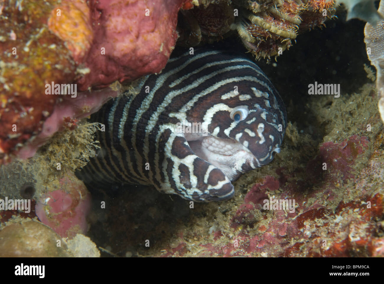 Zebra moray eel, Gymnomuraena zebra, Puerto Galera, Philippines, Pacific Ocean Stock Photo - Alamy