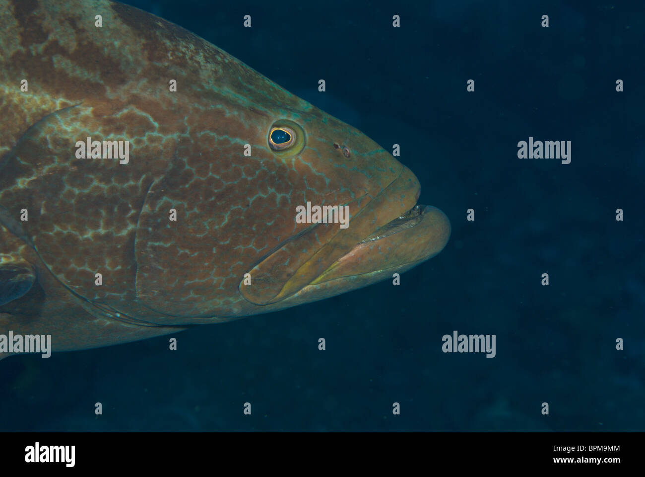 Yellowfin grouper, Mycteroperca venenosa, East Flower Garden Bank, Gulf ...