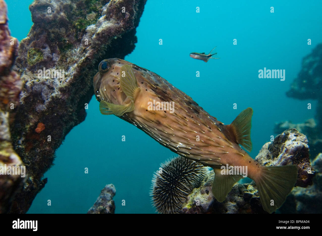 Balloonfish (Diodon holocanthus) Tagus Cove, Isabela Island. Galapagos ...