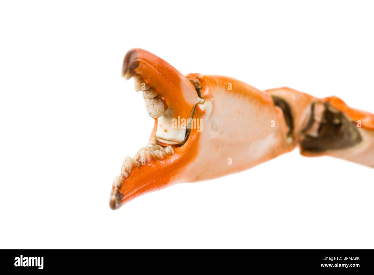 Crab Claw with white background Stock Photo - Alamy