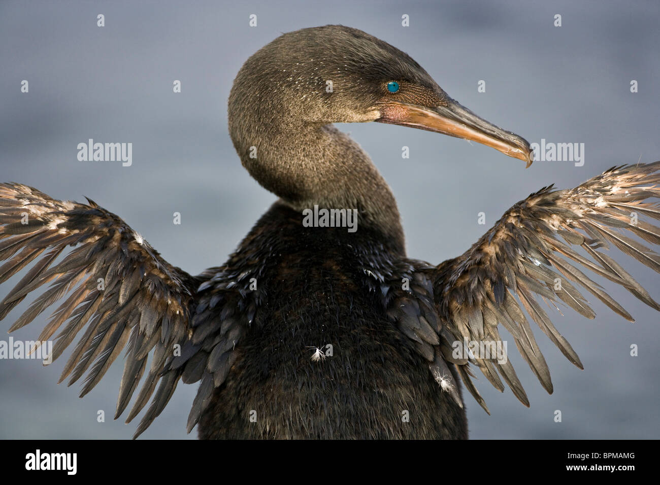 Stunted wing hi-res stock photography and images - Alamy
