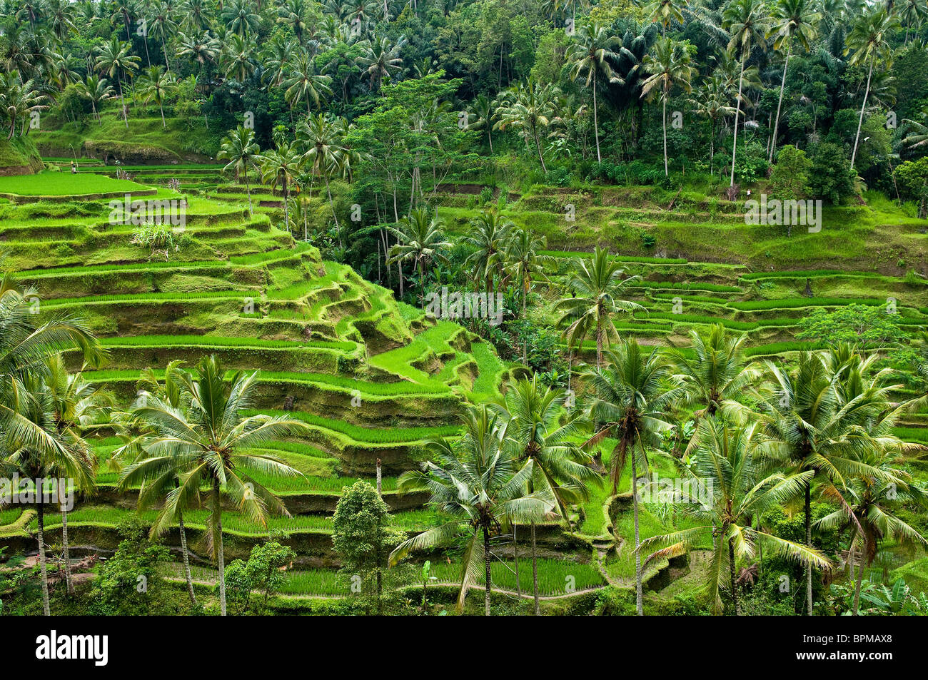 Terraced rice paddies hi-res stock photography and images - Alamy