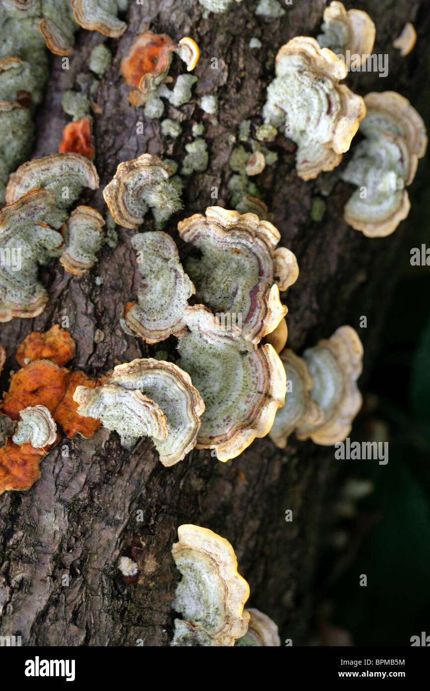 Yellowing Curtain Crust, Stereum subtomentosum, Stereaceae Stock Photo ...