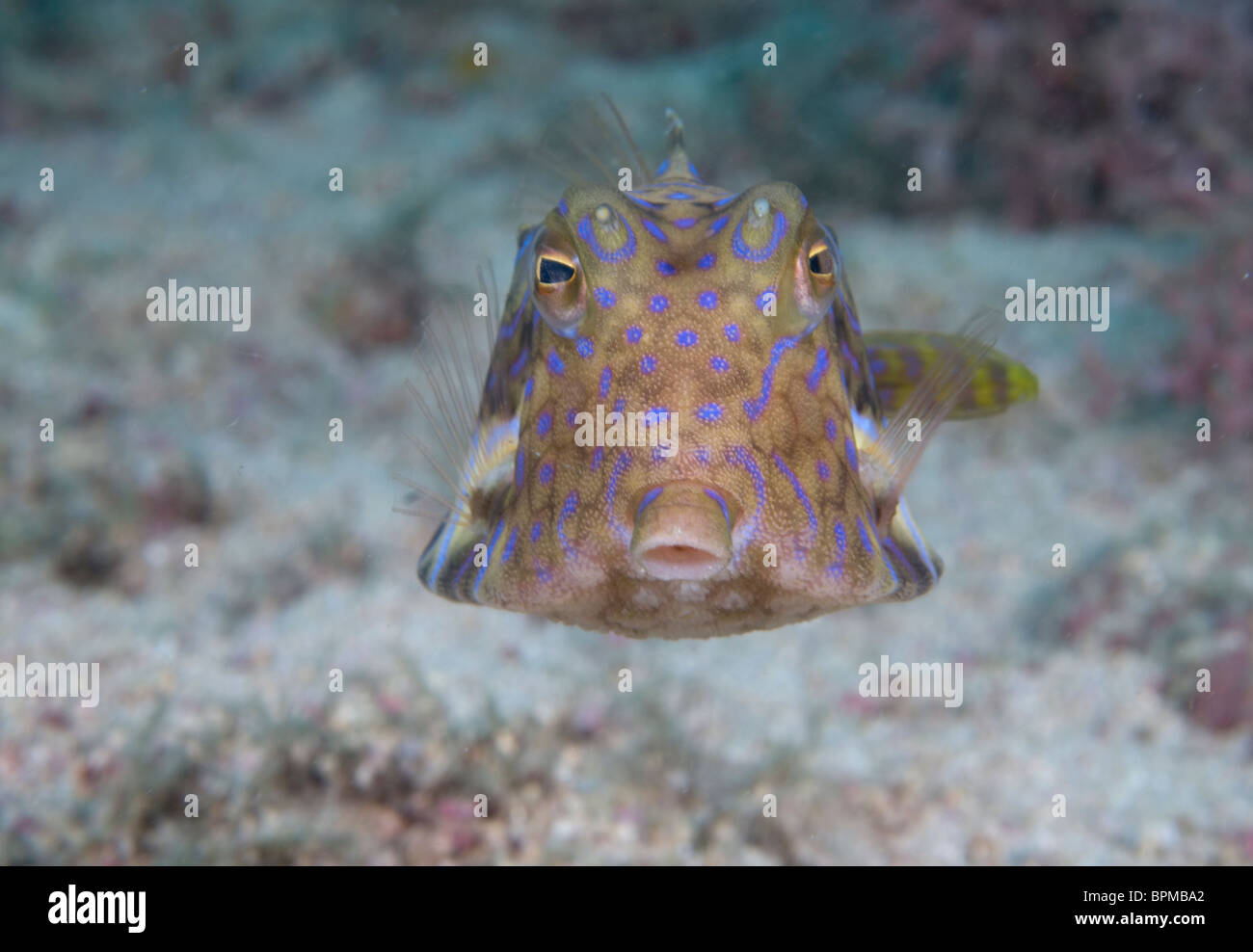 Cowfish hi-res stock photography and images - Alamy