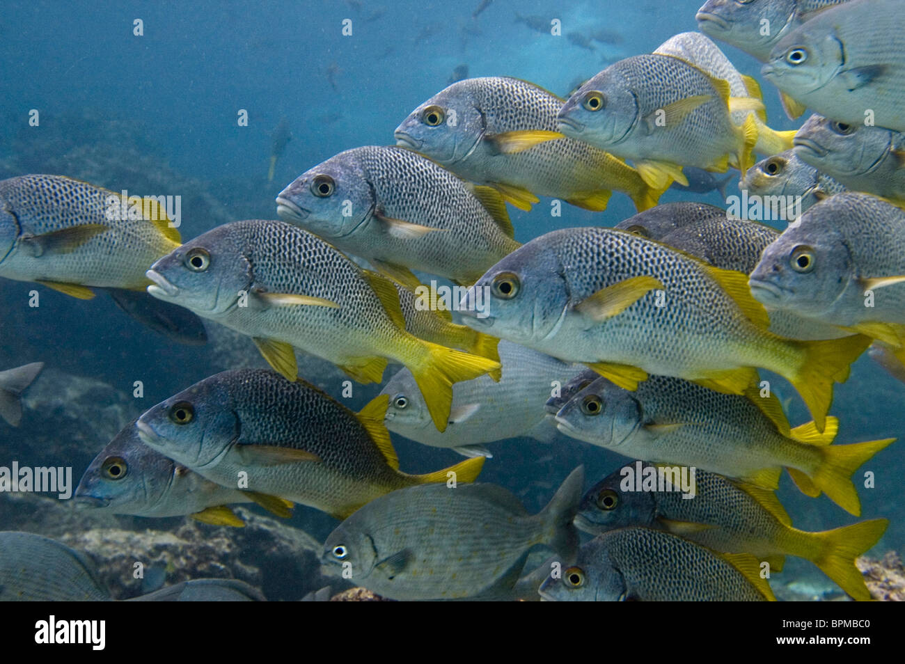 School of galapagos grunts hi-res stock photography and images - Alamy