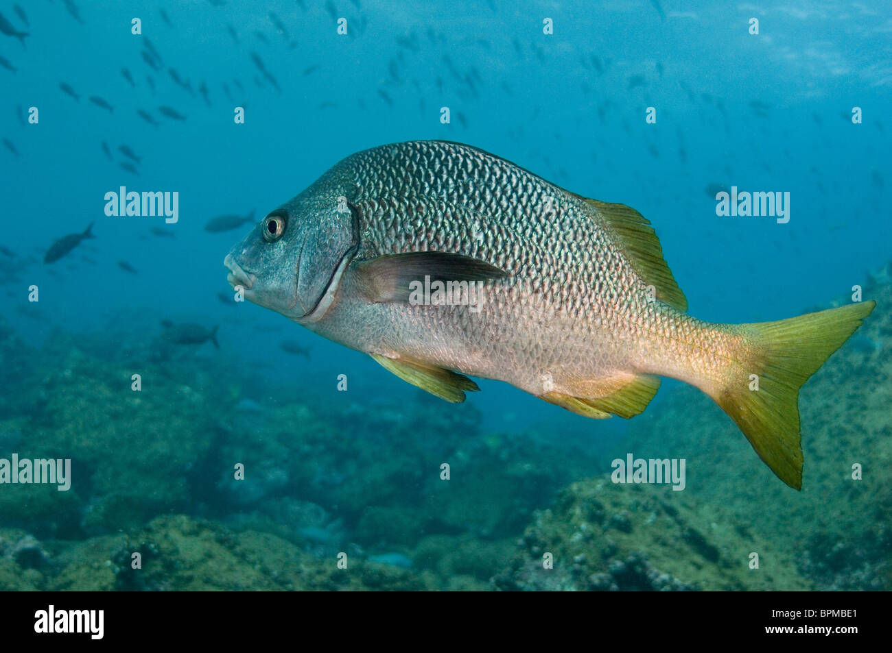 Yellowtail Grunt (Anisotremus interruptus) off of Wolf Island ...
