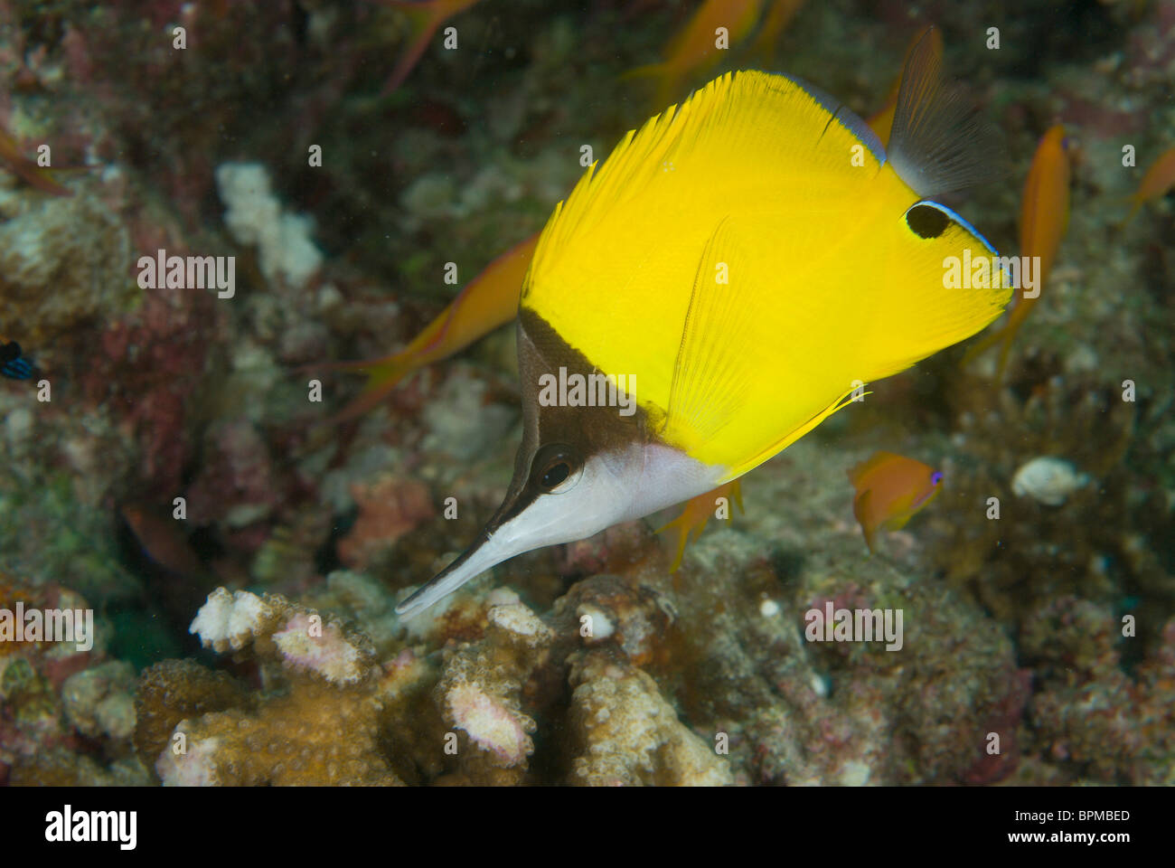 Big longnose butterflyfish, Forcipiger longirostris, Maldives, Indian ...