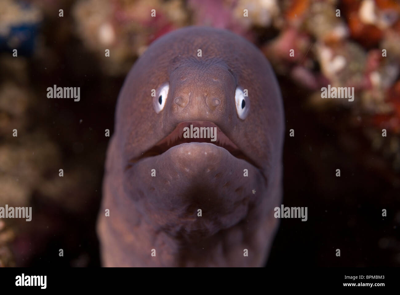 White-margined moray eel, Puerto Galera, Philippines, Pacific Ocean ...