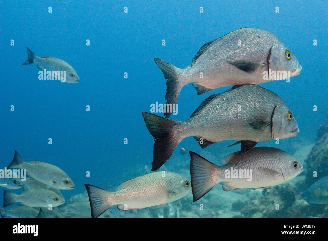Golden grunt hi-res stock photography and images - Alamy