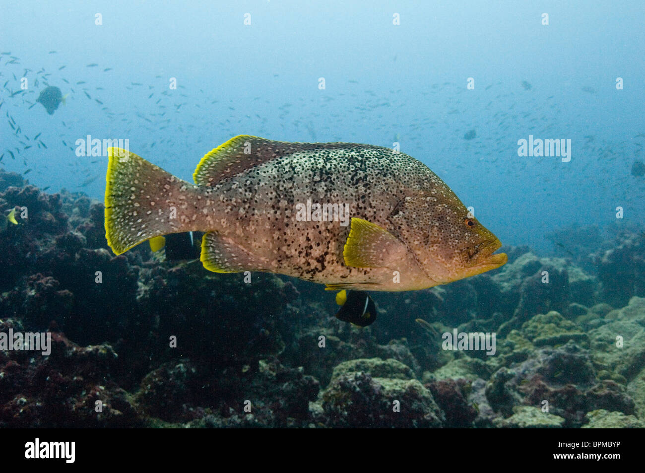 Leather Bass (Dermatolepis dermatolepis) Central Isles, Galapagos ...