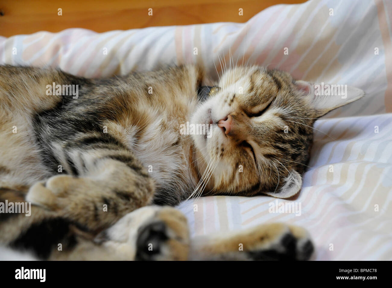 Funny animals young tabby cat sleeping Stock Photo - Alamy