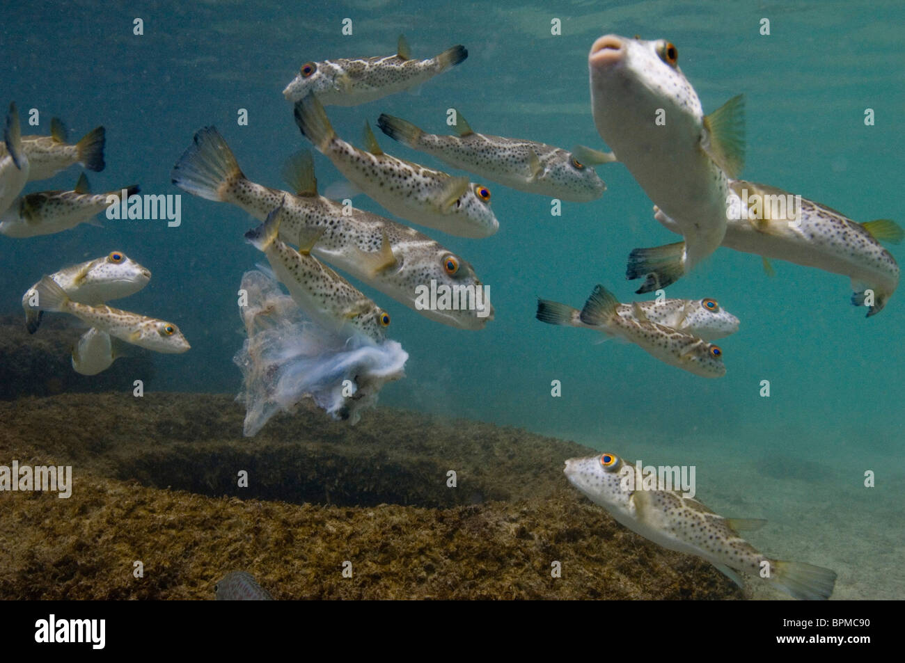 Concentric pufferfish hi-res stock photography and images - Alamy