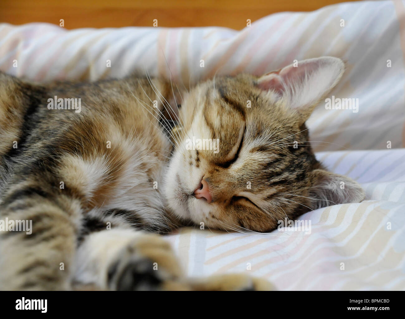 Tabby animals hi-res stock photography and images - Alamy