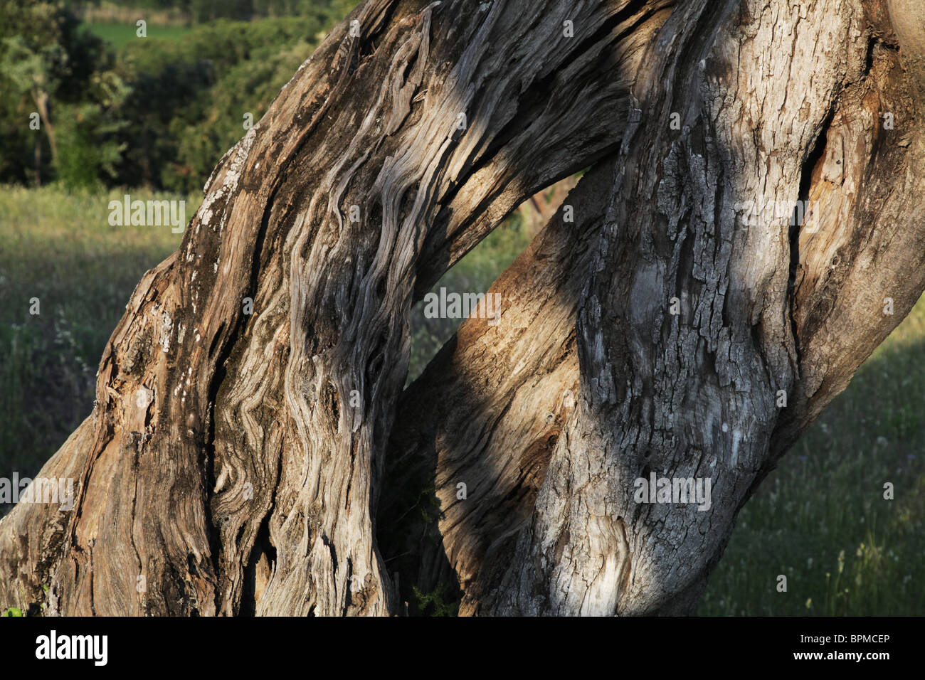 Detail of a gnarled and twisted old tree in the late evening sunshine ...