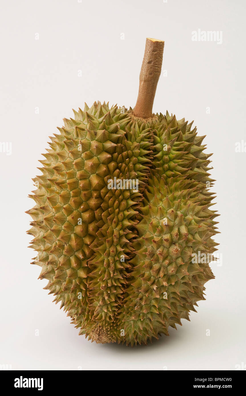 Durian (Durio zibethinus), whole fruit, studio picture against a white ...