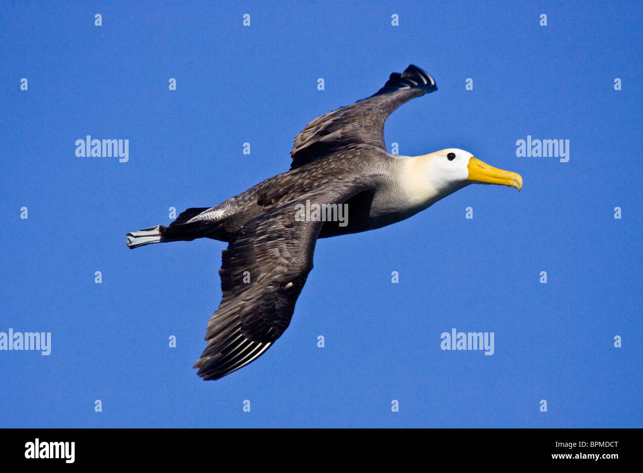 Ecuador. A Waved Albatross, a Critically Endangered. species, soars ...
