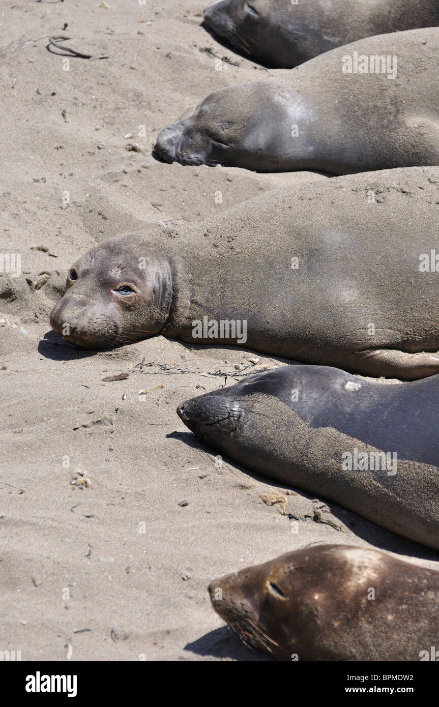 Elephant seals colony during molting period, Piedras Blancas beach ...