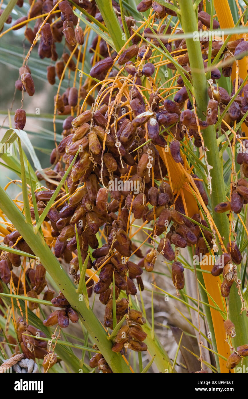 Date Palm, Phoenix spec., in the libyan desert, Oasis Um el Ma, Libya ...