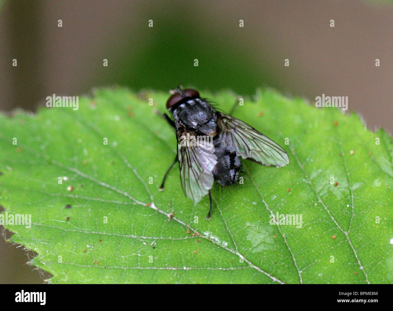 Muscid Fly, Musca lardaria (Polietes lardia), Muscidae, Diptera. Male ...