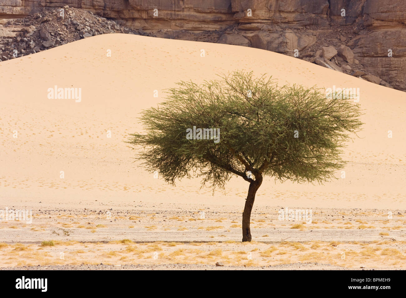 Acacia tree desert hi-res stock photography and images - Alamy