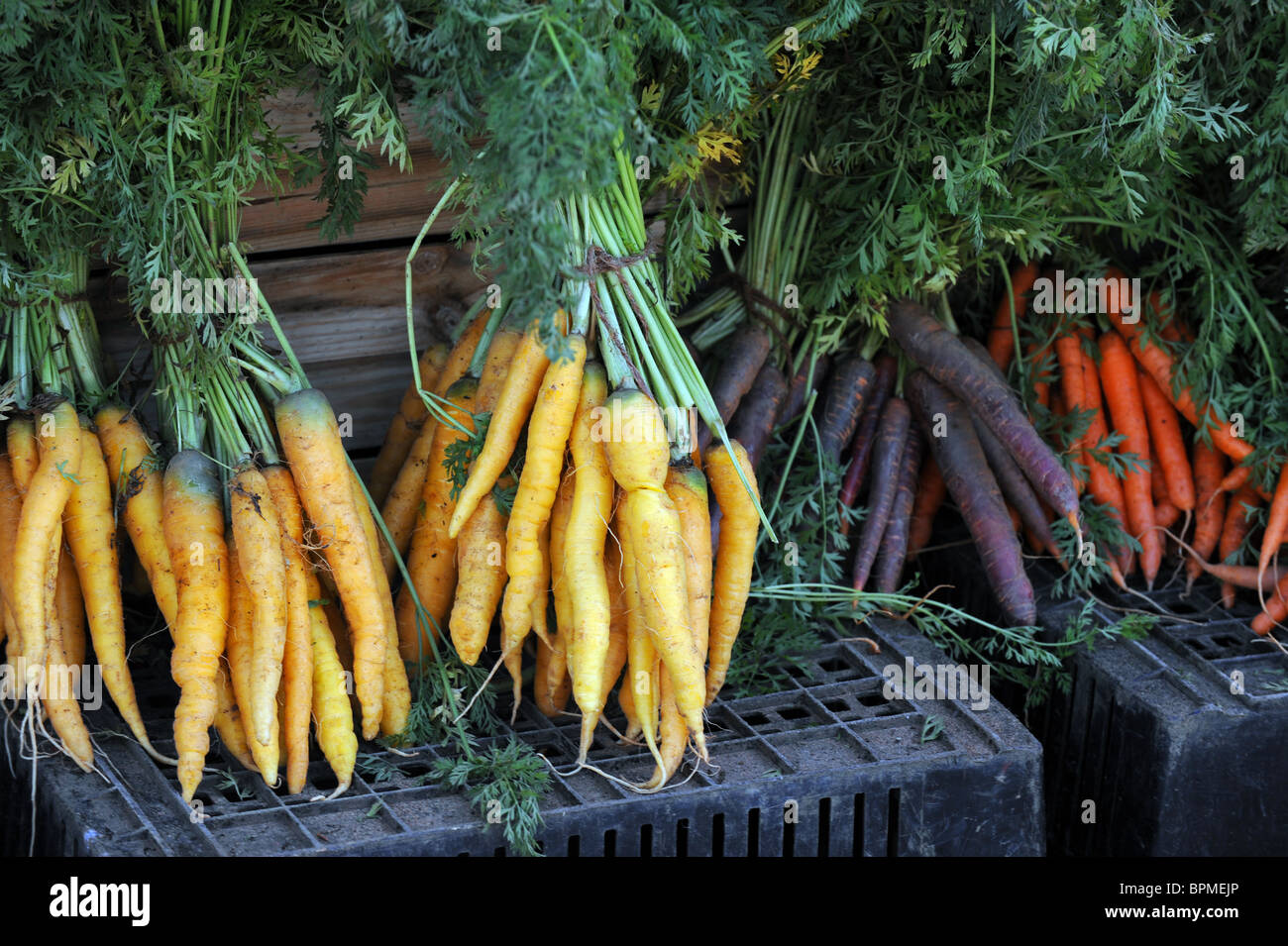 Different coloured organic carrots on sale at Brighton Farm produce ...