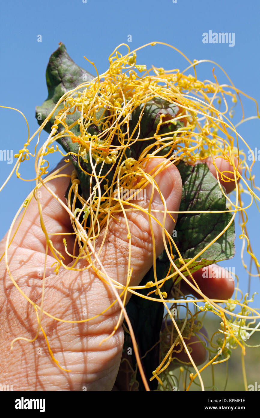 Dodder on beetroot leaf. Parasitic plant. Cuscuta sp Stock Photo - Alamy