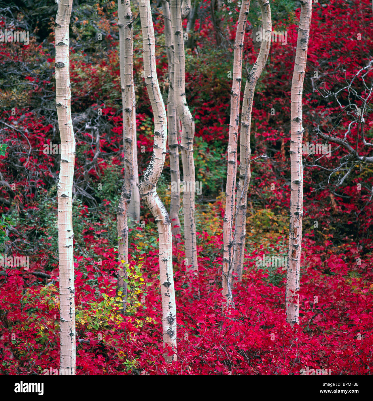 Trembling Aspen Trees, Tree Trunk (Populus tremuloides), Northern ...