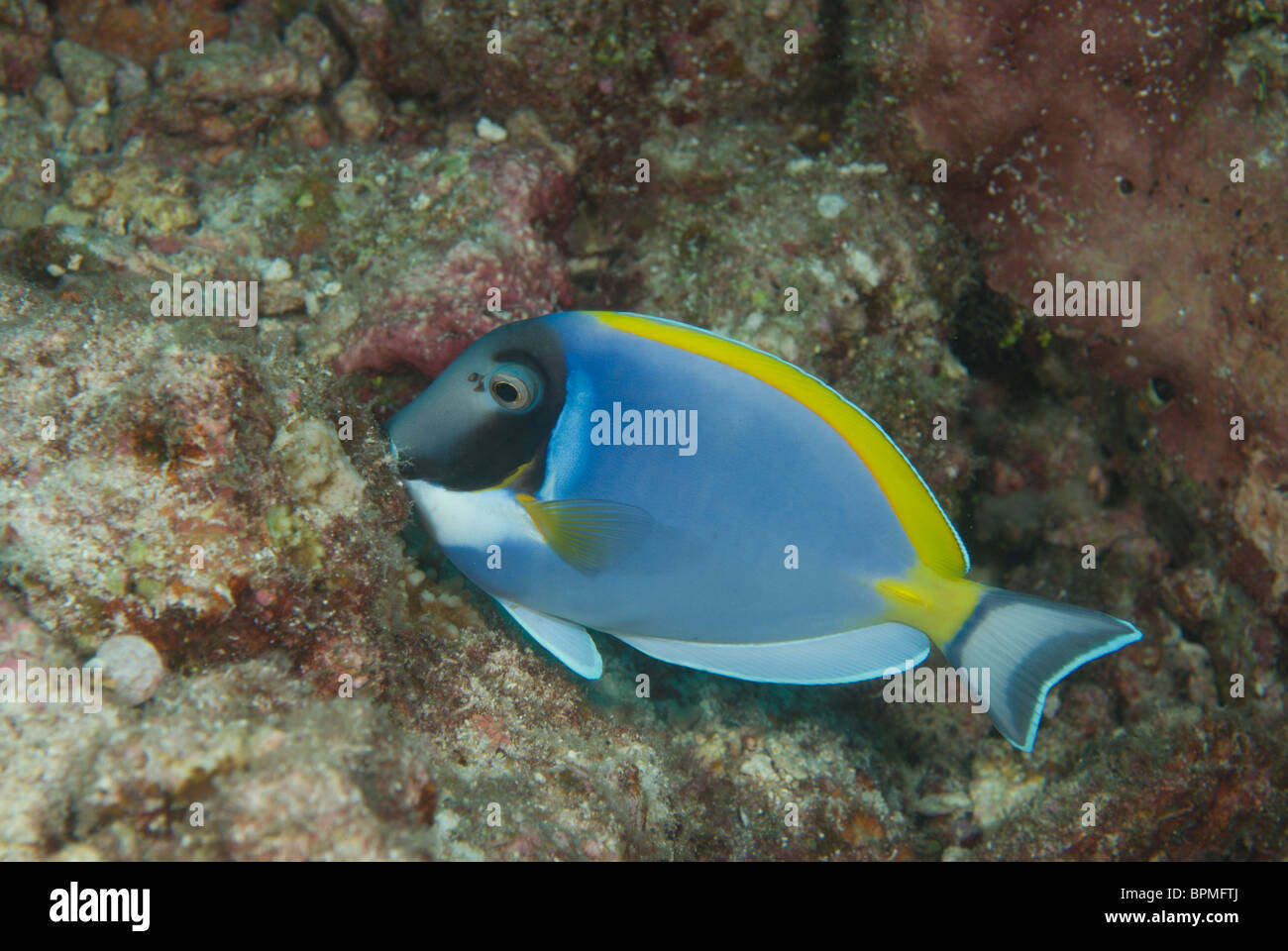 Powderblue surgeonfish, Acanthurus leucosternon, Maldives, Indian Ocean ...