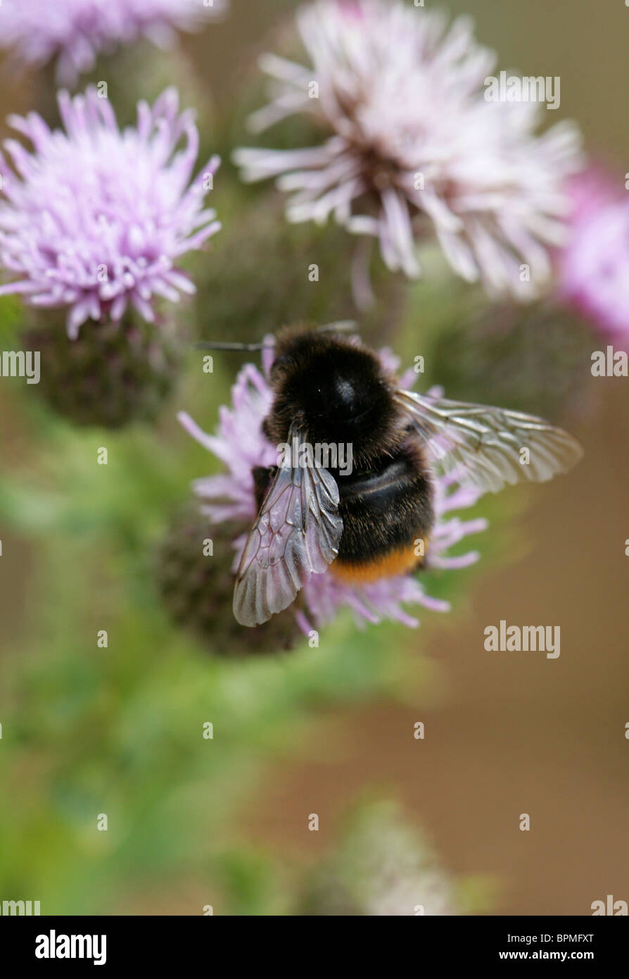 Red-tailed Bumble-bee, Bombus lapidarius, Apidae, Apoidea, Hymenoptera ...