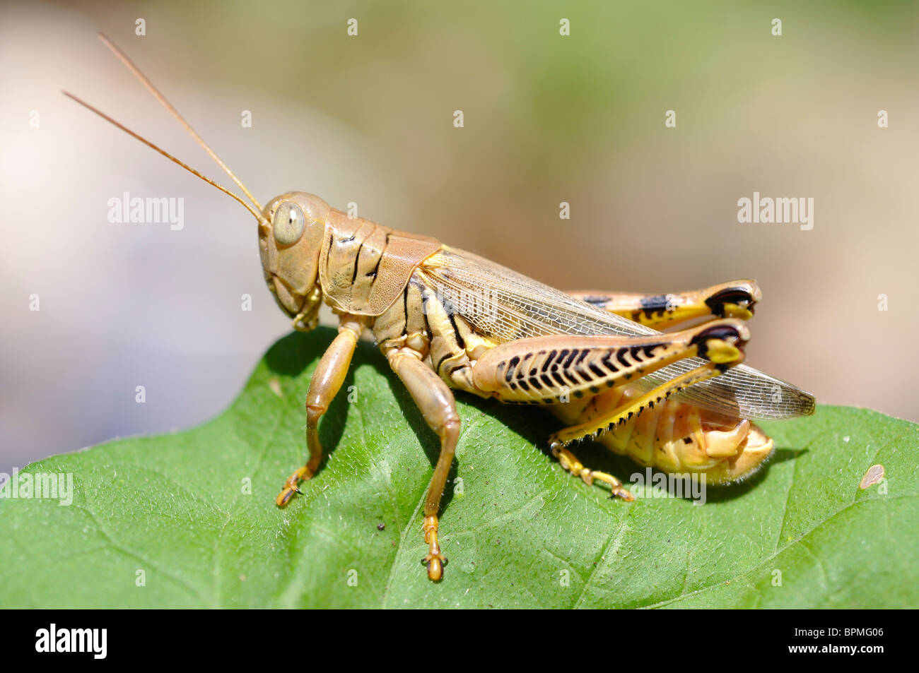 Jointed appendages hi-res stock photography and images - Alamy