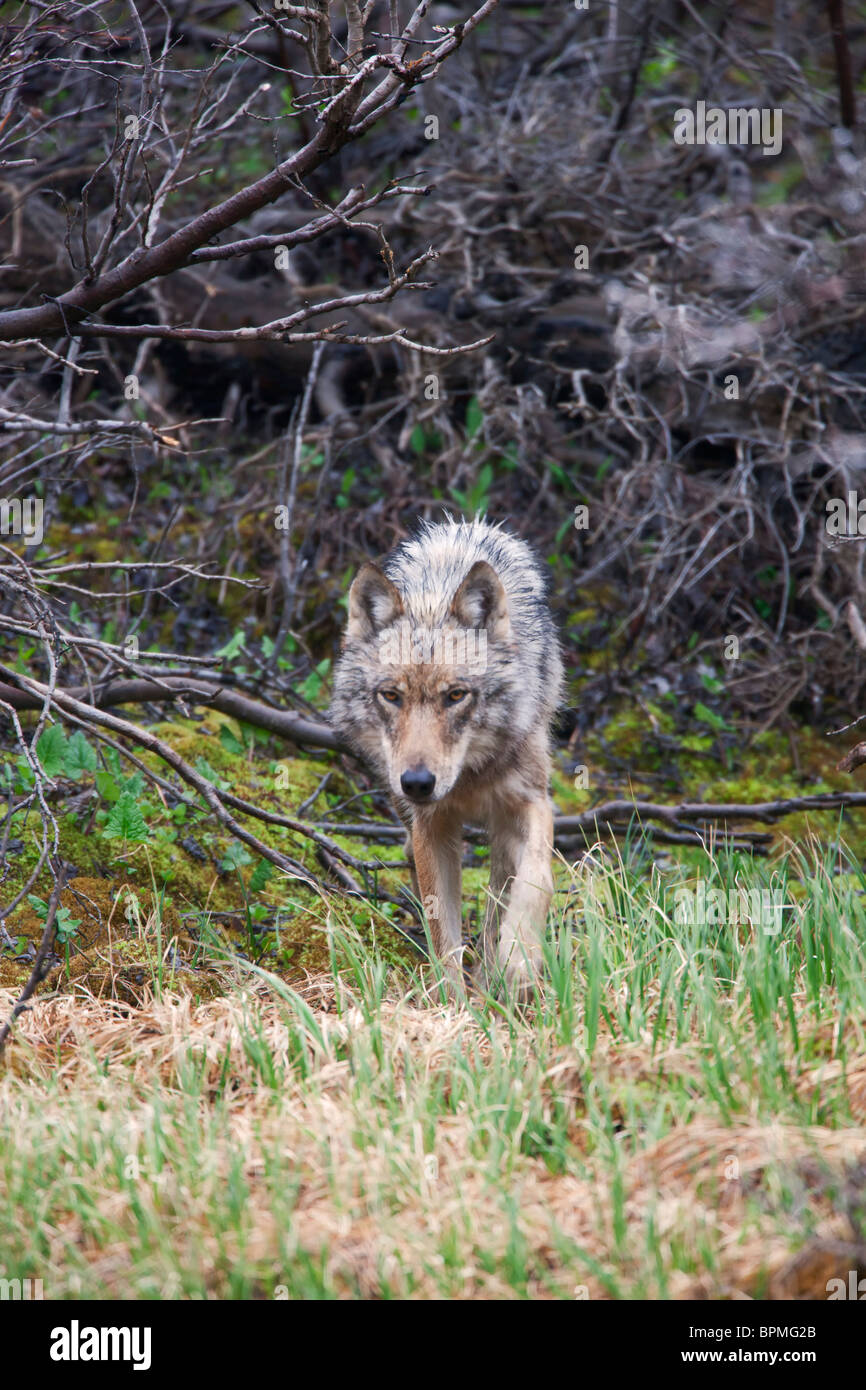 Wild wolf, Denali National Park, Alaska Stock Photo - Alamy